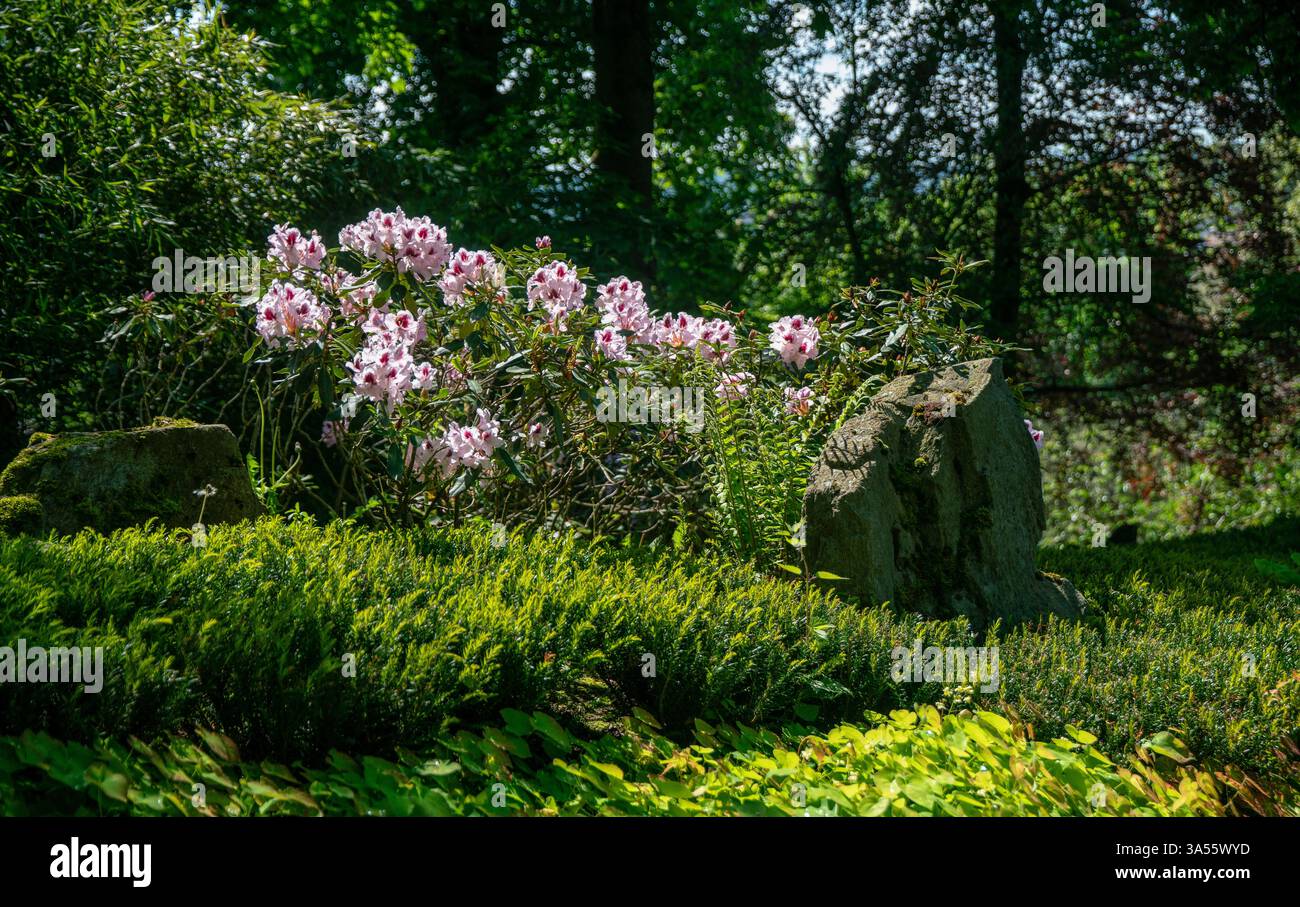 Amazing large flowers of Rhododendron (azalea) bushes in Japanese ...