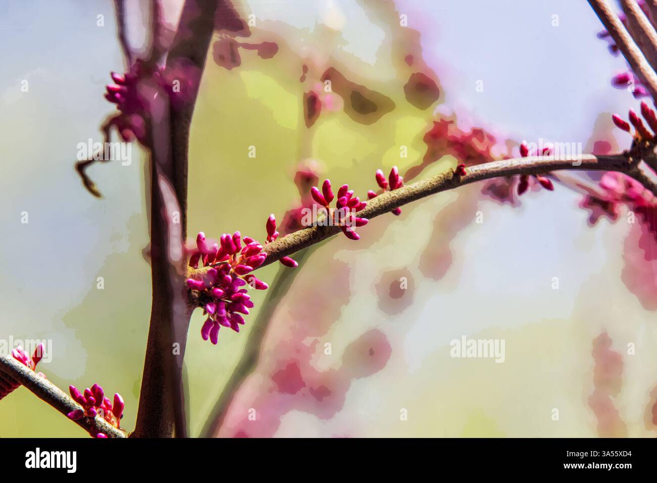Very small flowers of cherry blossom in Japanese garden in Europe ...