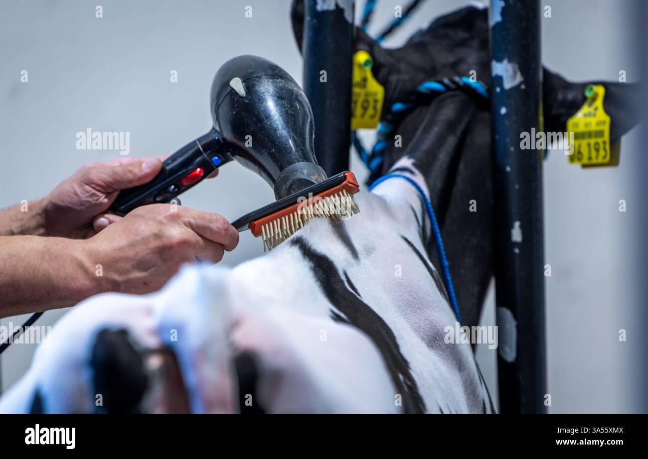 Karow, Germany. 21st Mar, 2025. The farmer and "cow fitter" Devon ...