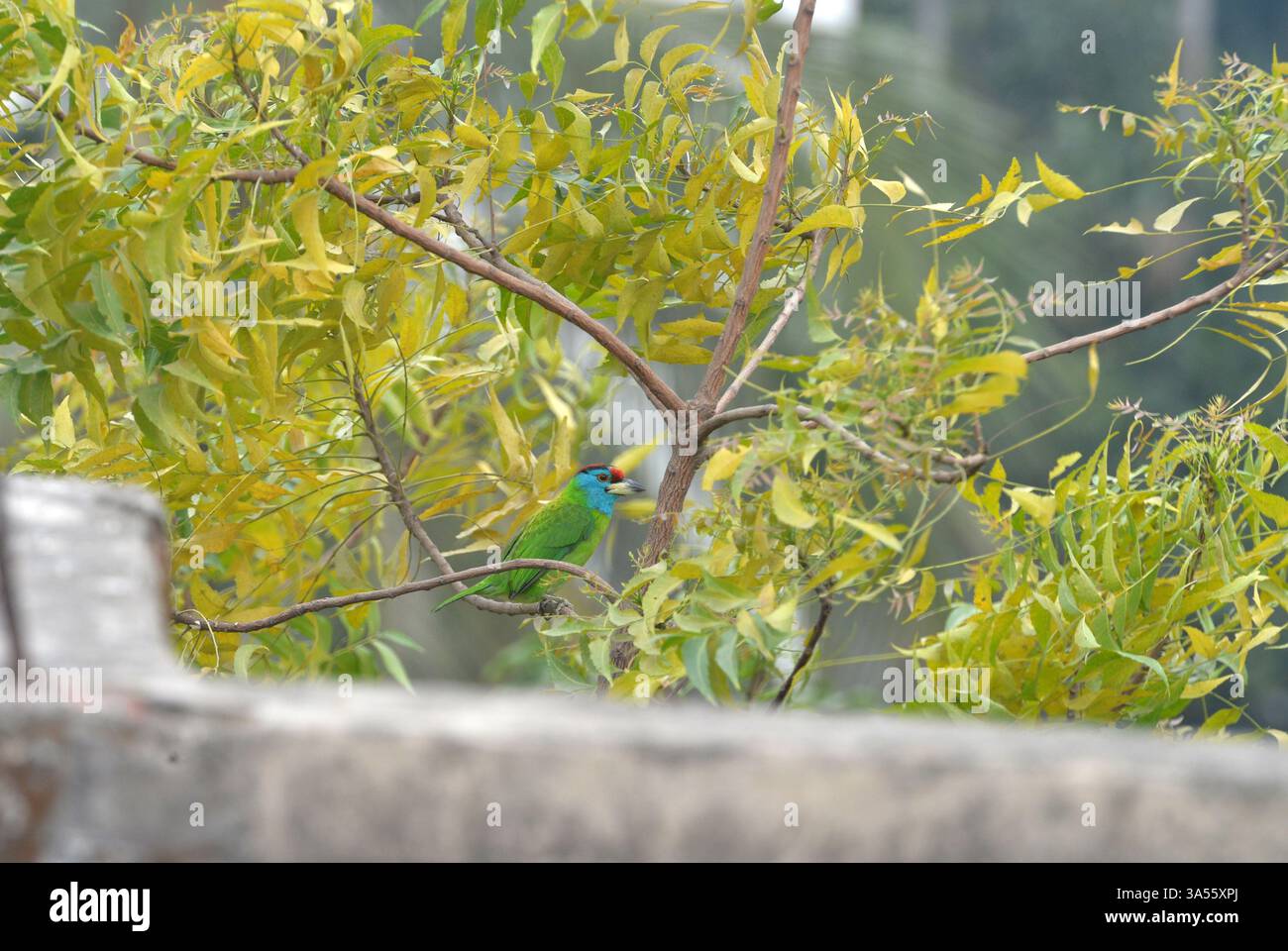 Siliguri, West Bengal, India. 21st Mar, 2025. A Blue throated barbet ...