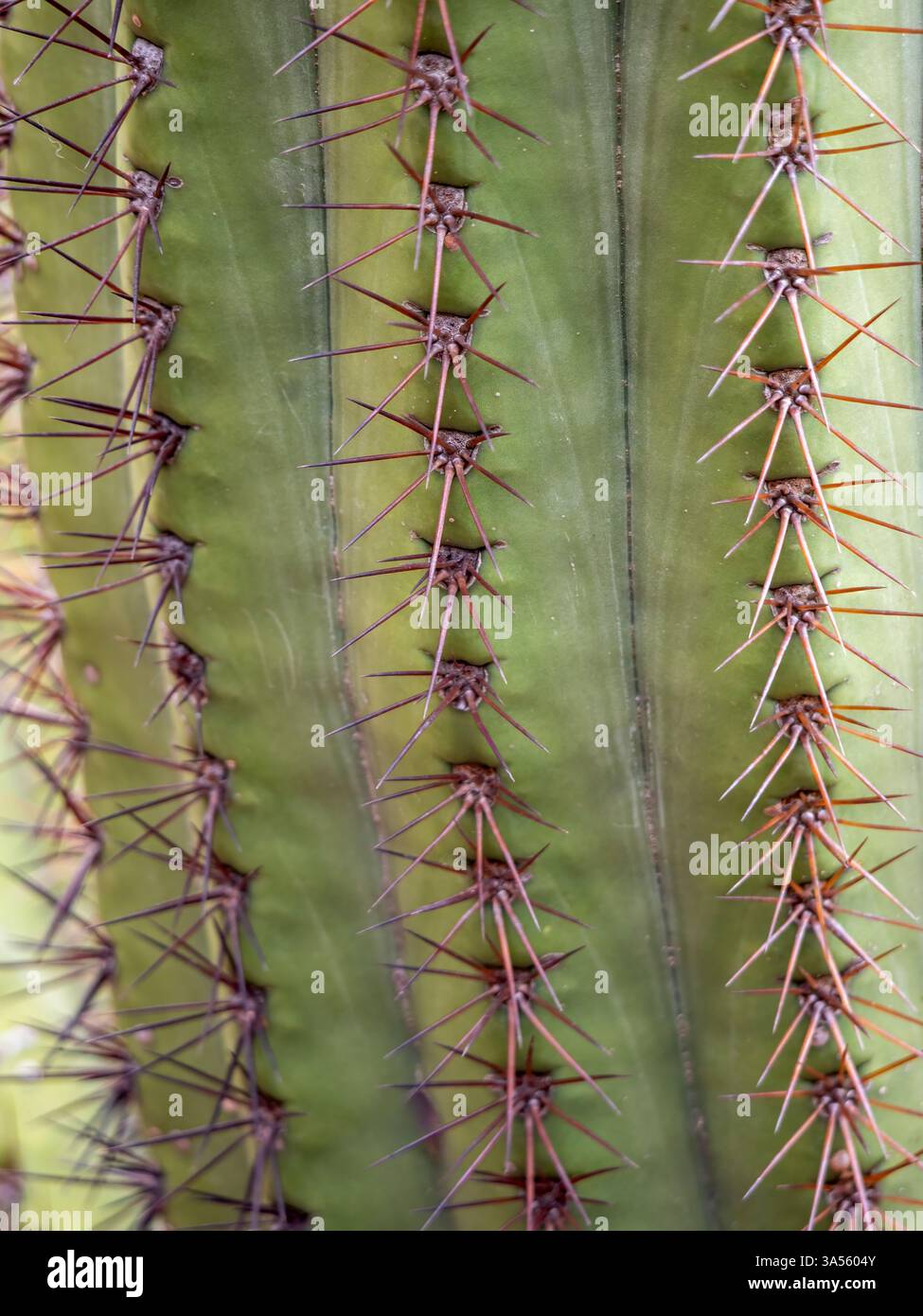 Close-up of cactus spines, suitable as a background image. Taken in the ...