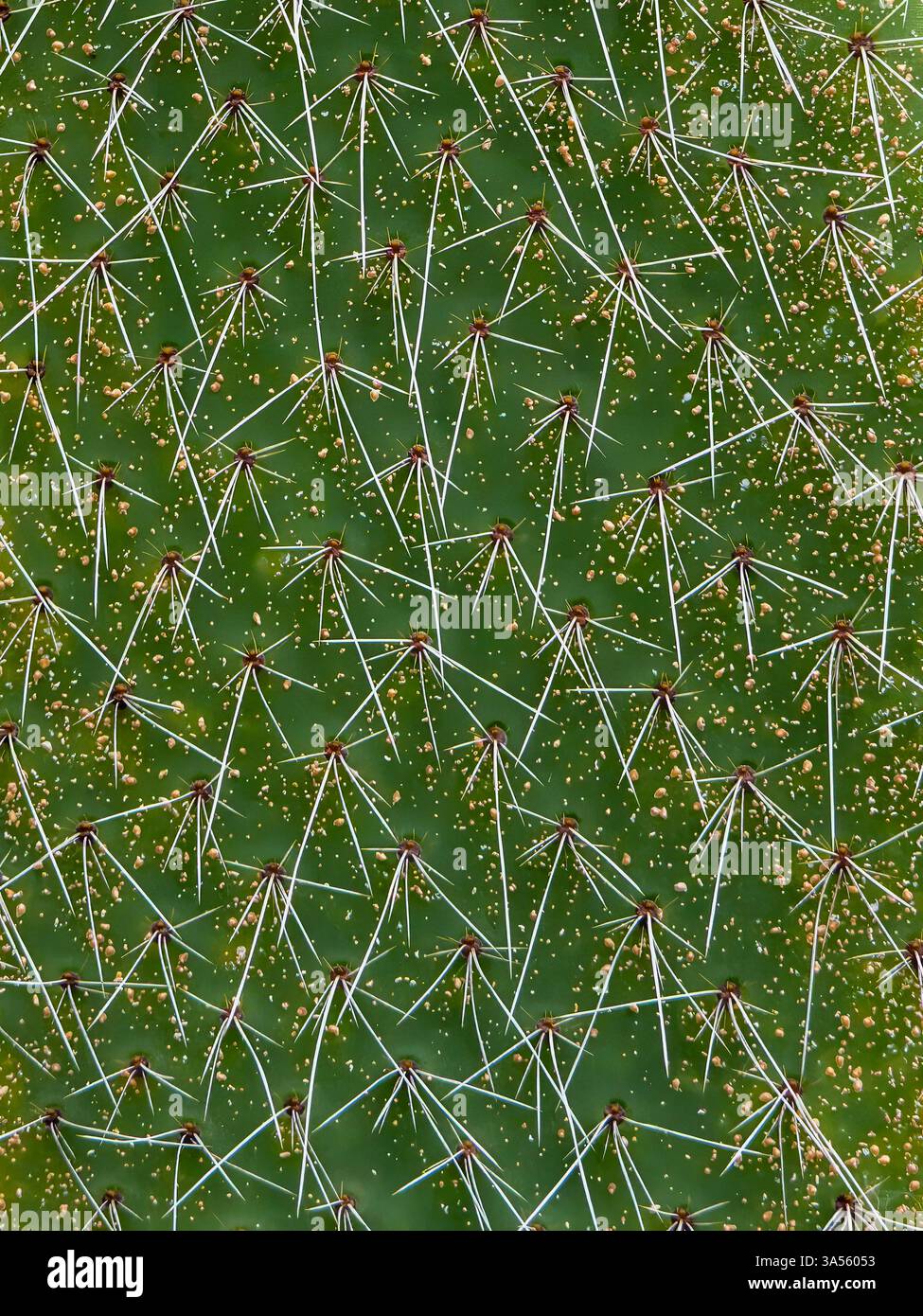 Close-up of cactus spines, suitable as a background image. Taken in the ...