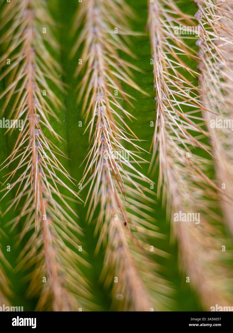 Close-up of cactus spines, suitable as a background image. Taken in the ...
