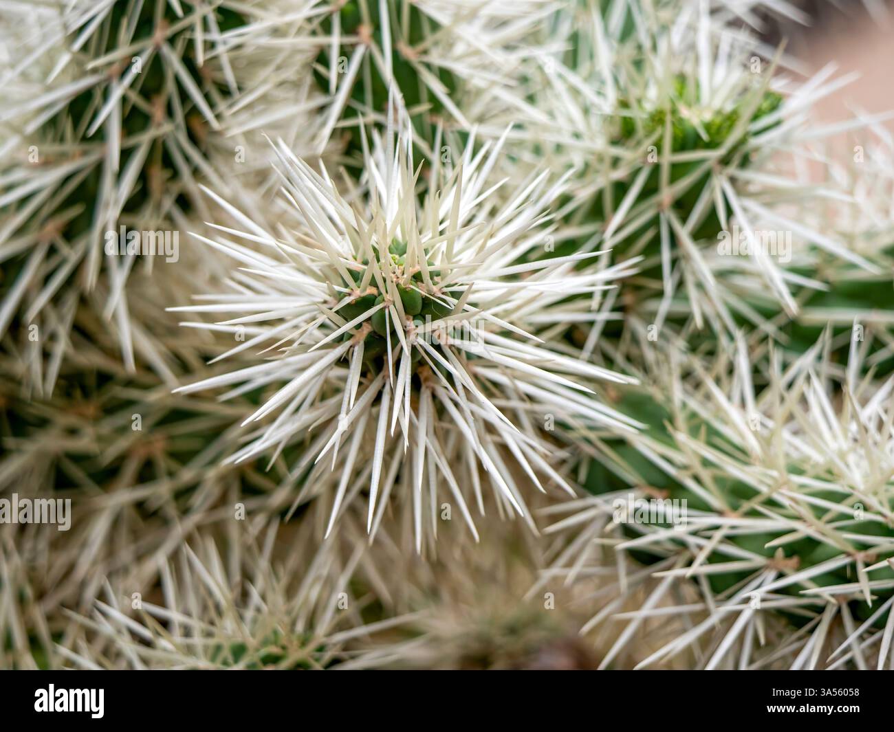 Close-up of cactus spines, suitable as a background image. Taken in the ...