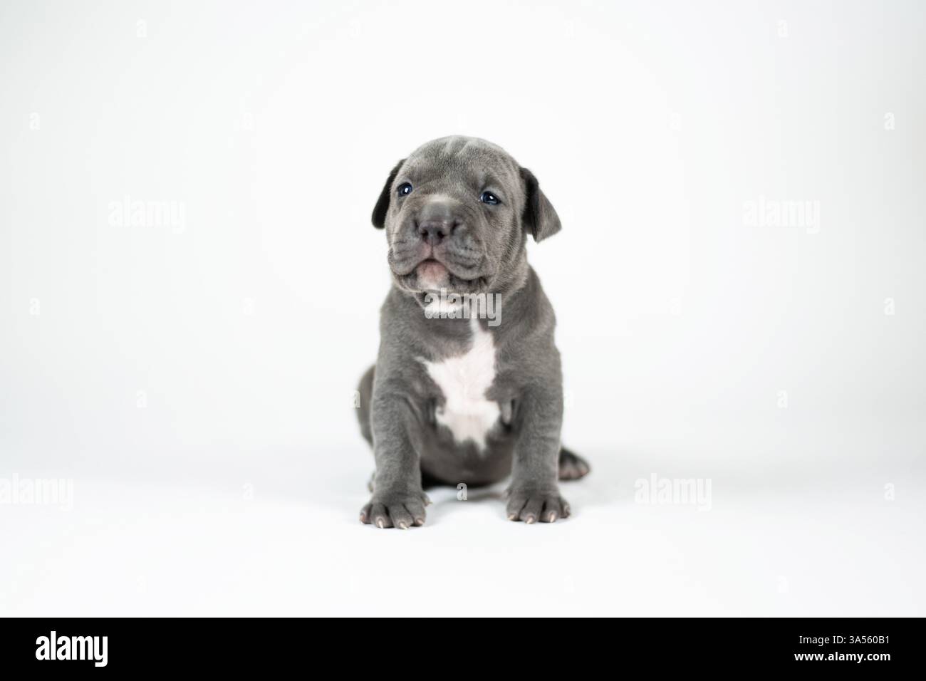 American Bully XL Puppy Stock Photo - Alamy