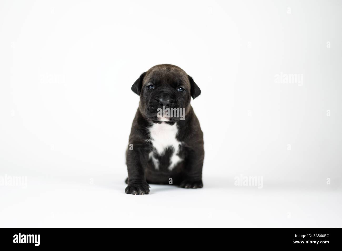 American Bully XL Puppy Stock Photo - Alamy