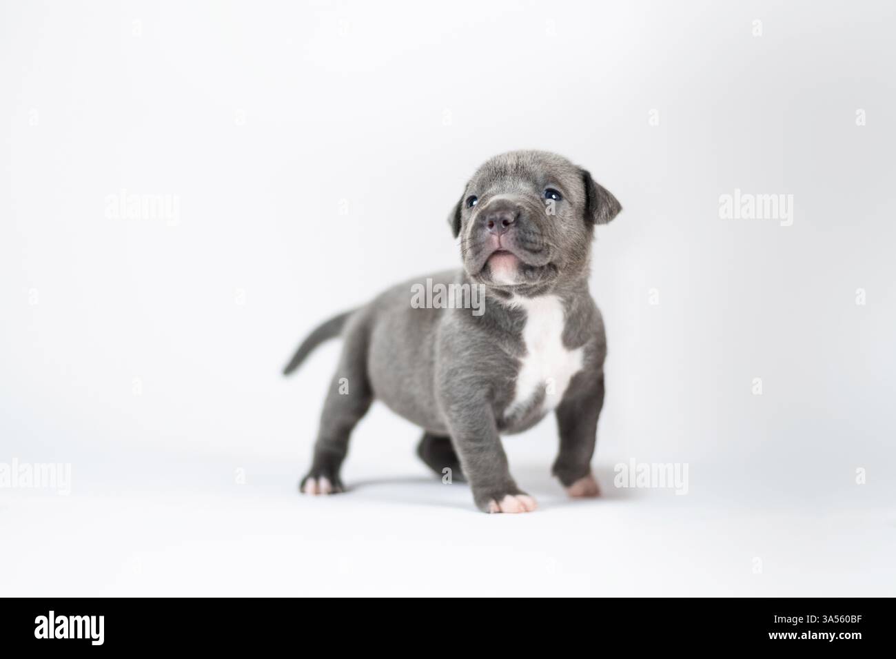 American Bully XL Puppy Stock Photo - Alamy