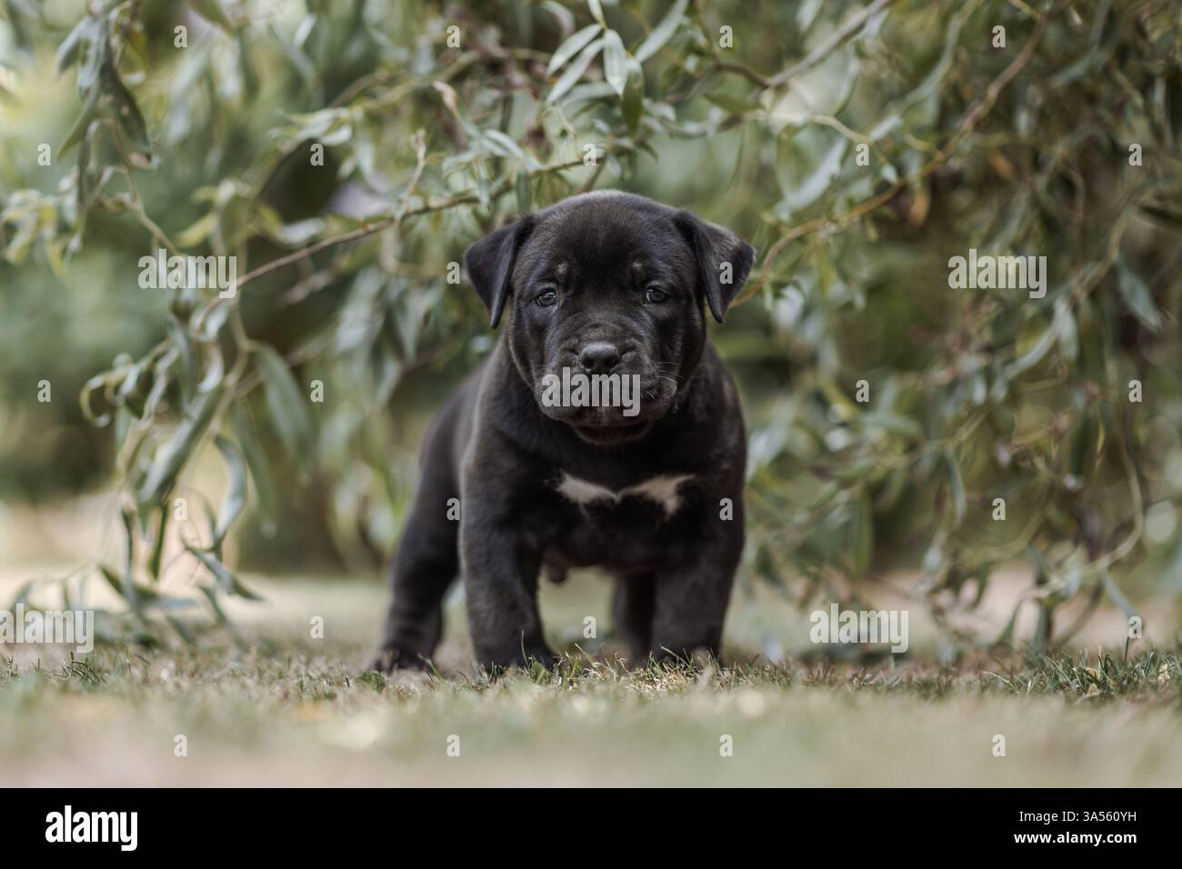 American Bully XL Puppy Stock Photo - Alamy
