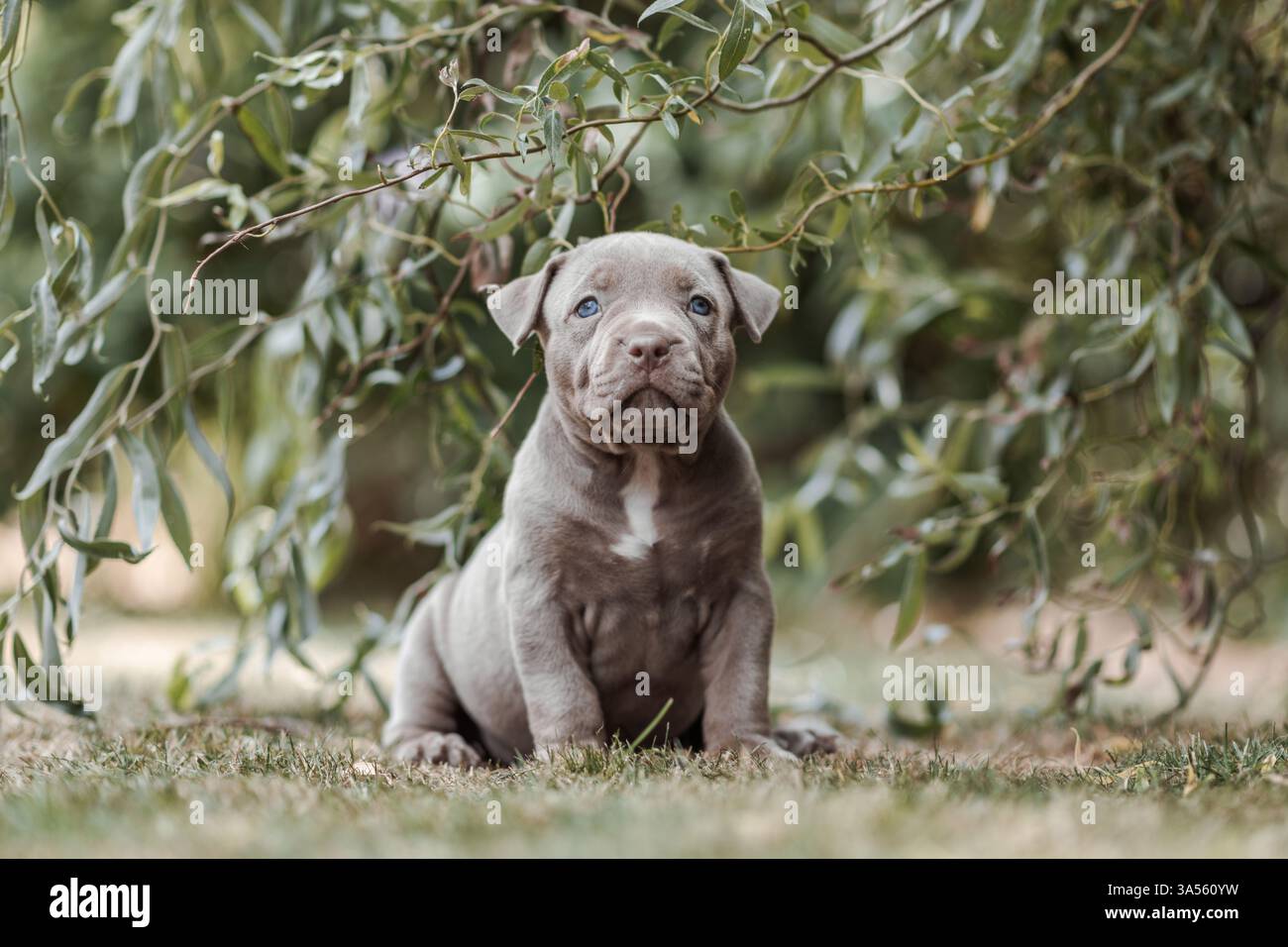 American Bully XL Puppy Stock Photo - Alamy