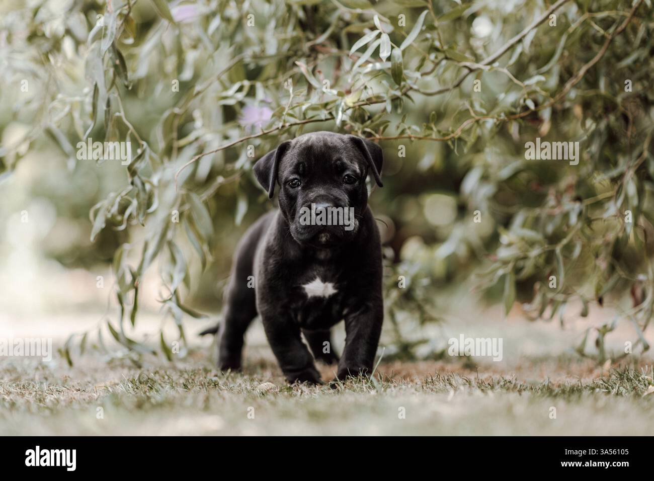 American Bully XL Puppy Stock Photo - Alamy