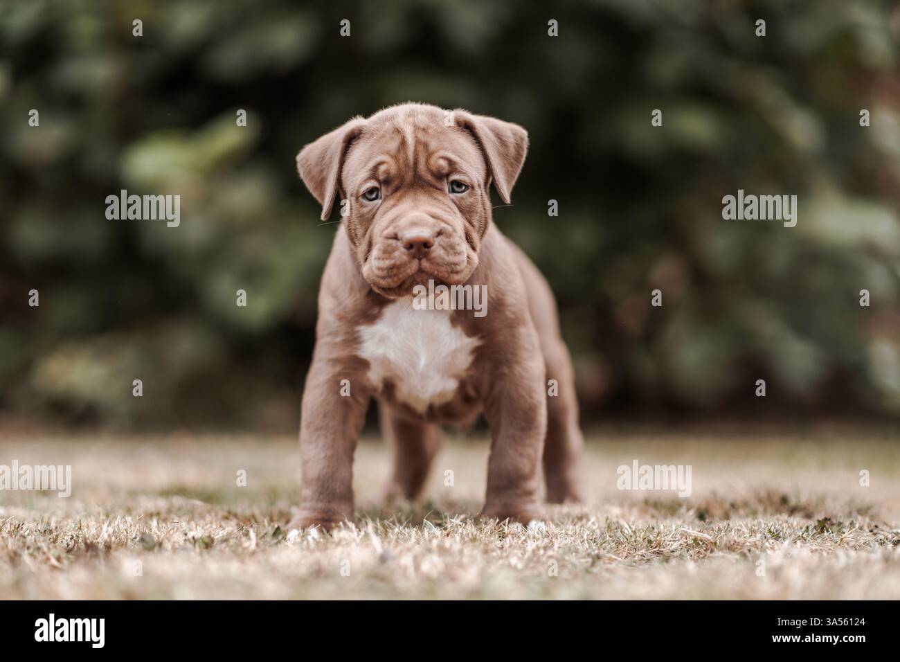 American Bully XL Puppy Stock Photo - Alamy