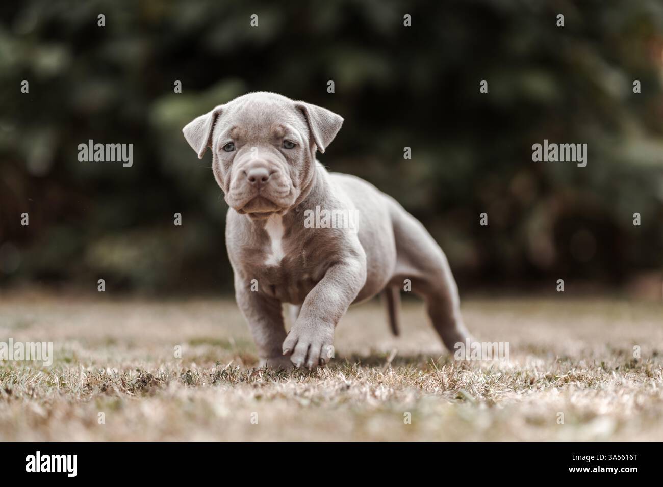 American Bully XL Puppy Stock Photo - Alamy