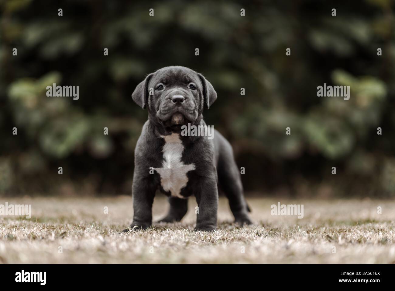 American Bully XL Puppy Stock Photo - Alamy