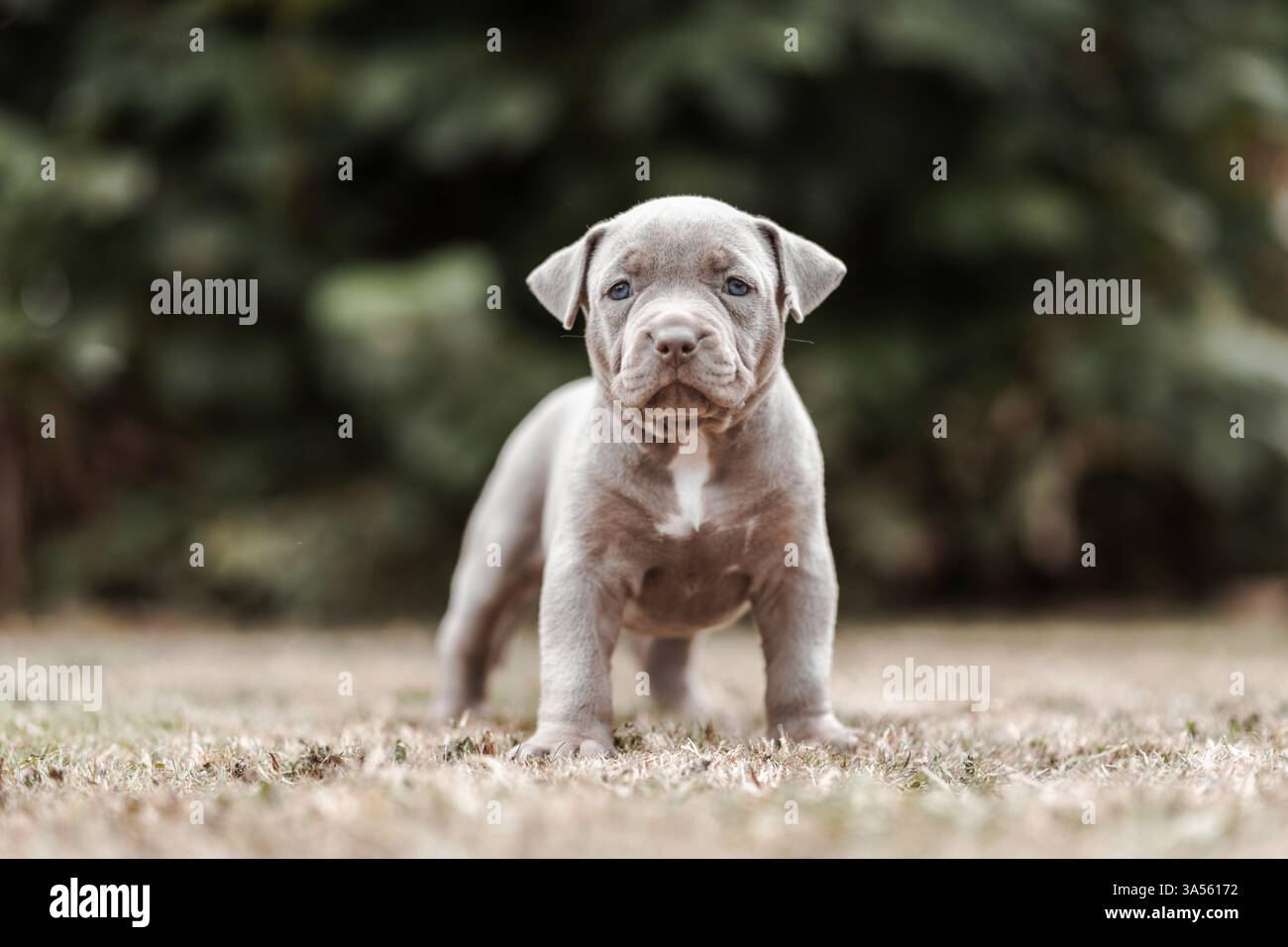 American bully xl hi-res stock photography and images - Alamy
