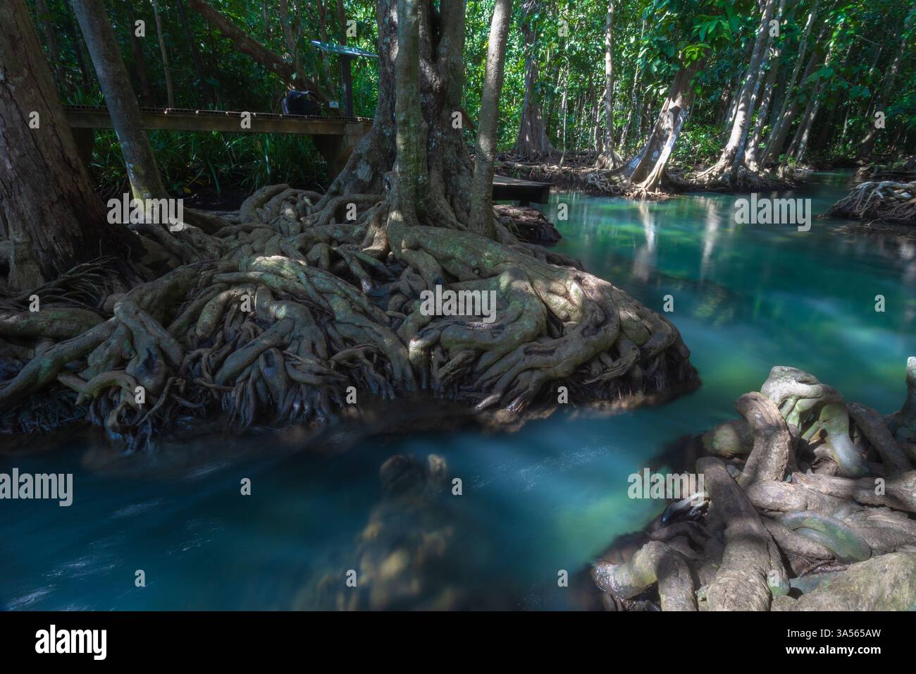 The beauty of the swamp forest and the stream of nature under the water ...