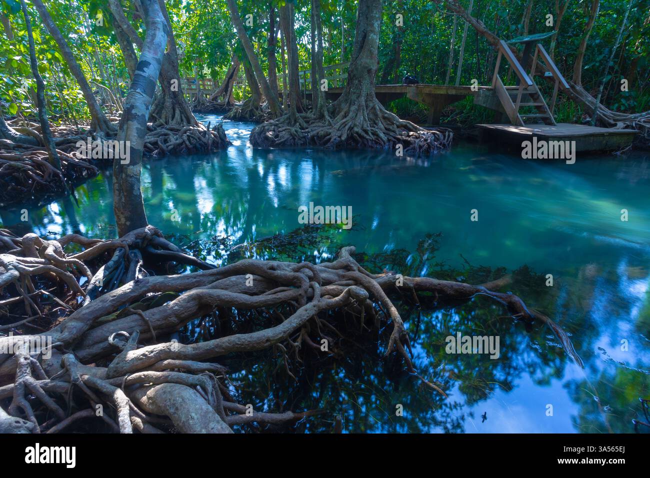 The beauty of the swamp forest and the stream of nature under the water ...