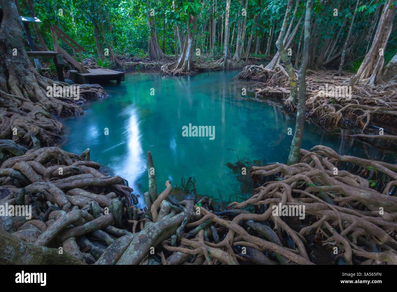 The beauty of the swamp forest and the stream of nature under the water ...