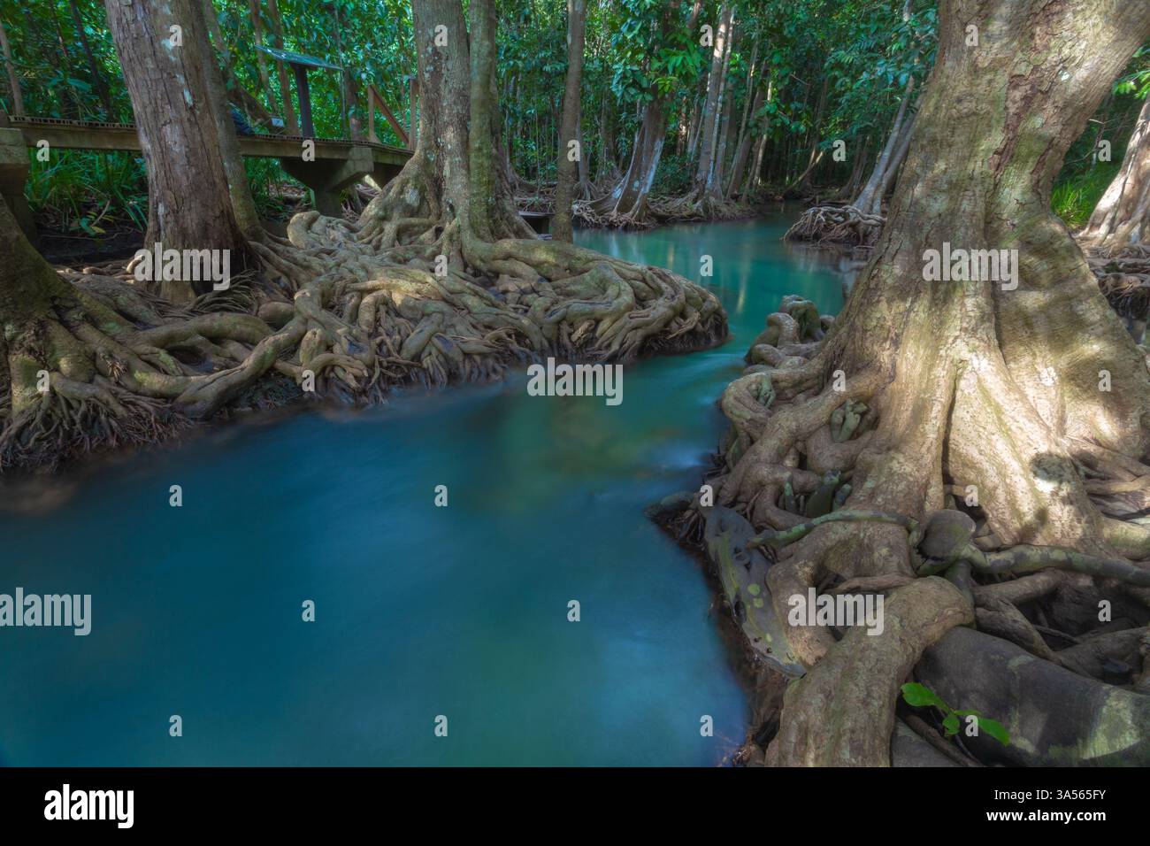The beauty of the swamp forest and the stream of nature under the water ...