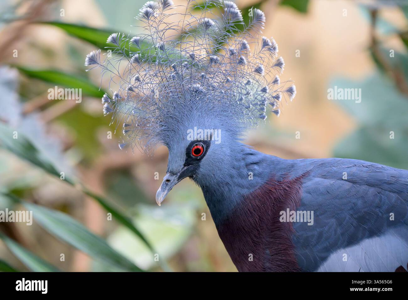 Victoria crowned pigeon (Goura victoria) Native to New Guinea - captive ...