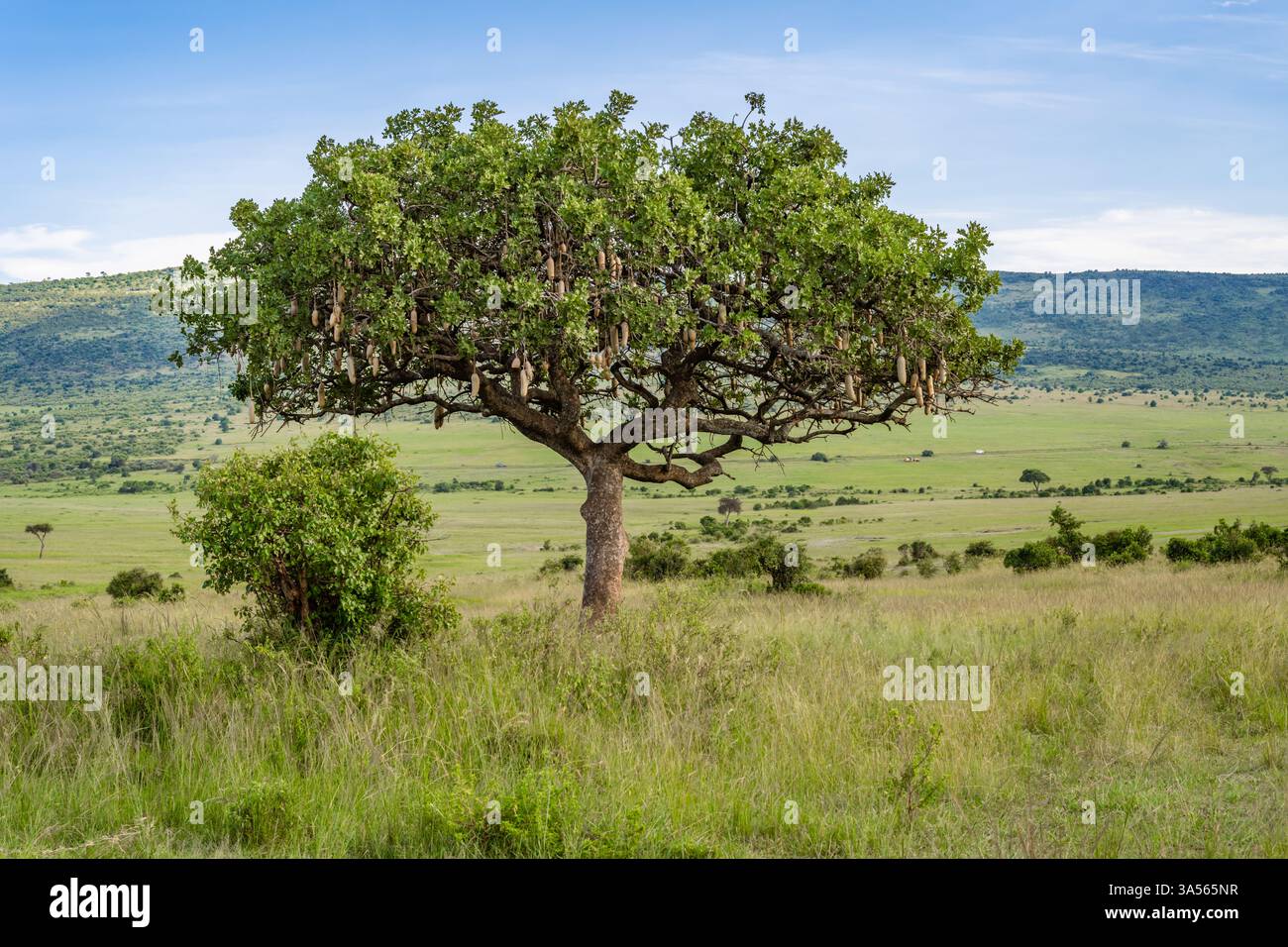 Desert Date Tree Balanites aegyptiaca Bottle tree in Kenya Stock Photo ...