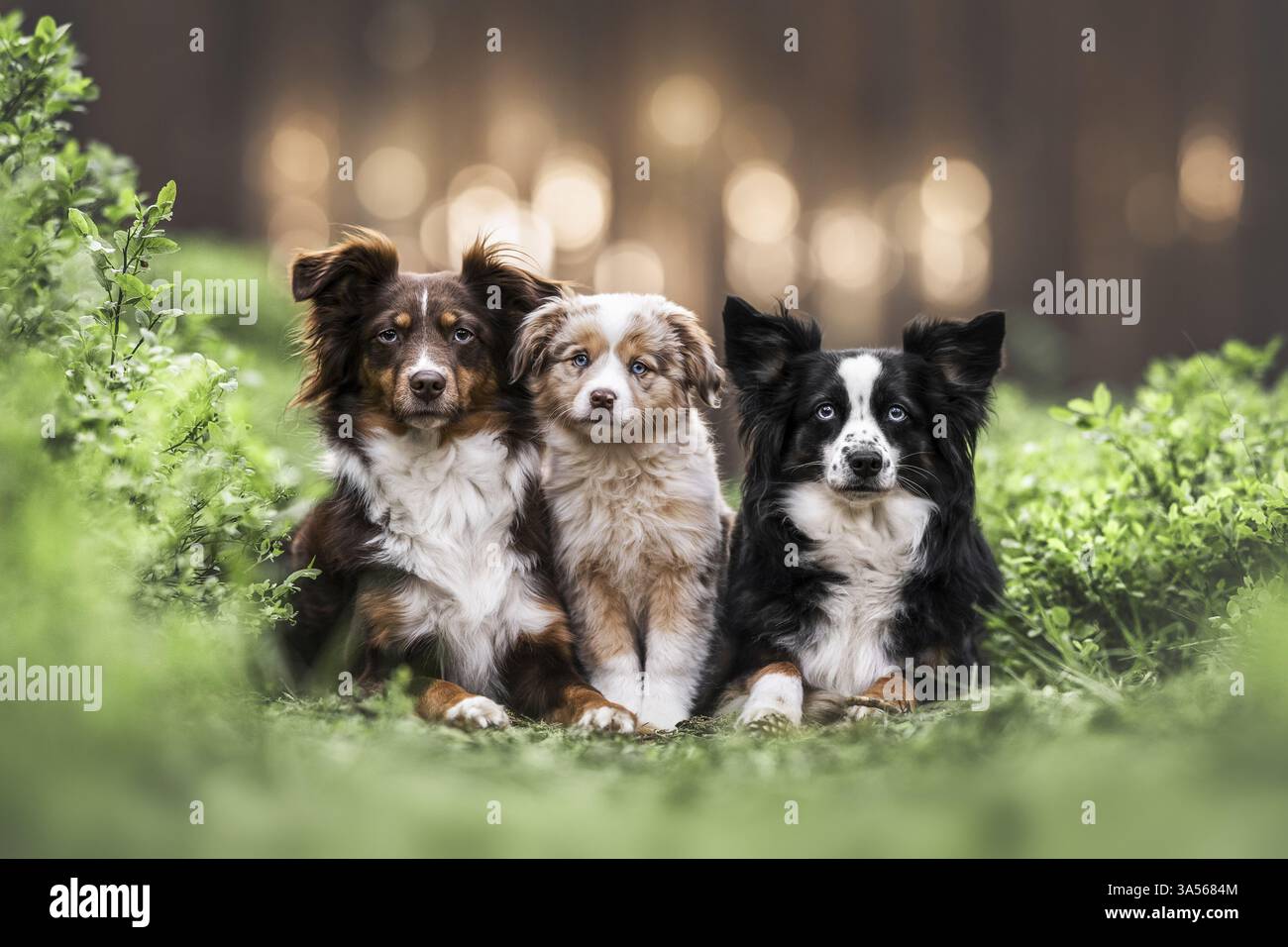 Miniature Australian Shepherds Stock Photo - Alamy