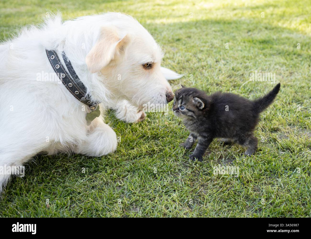 white dog lies on the grass and watches a small kitten who came close ...