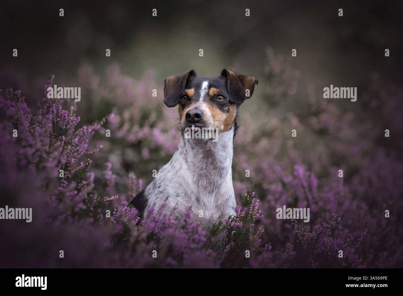 Ratonero mallorquin hi-res stock photography and images - Alamy