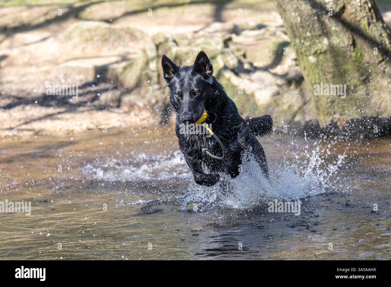 A black German Shepherd Dog playing in Highland Water, New Forest ...