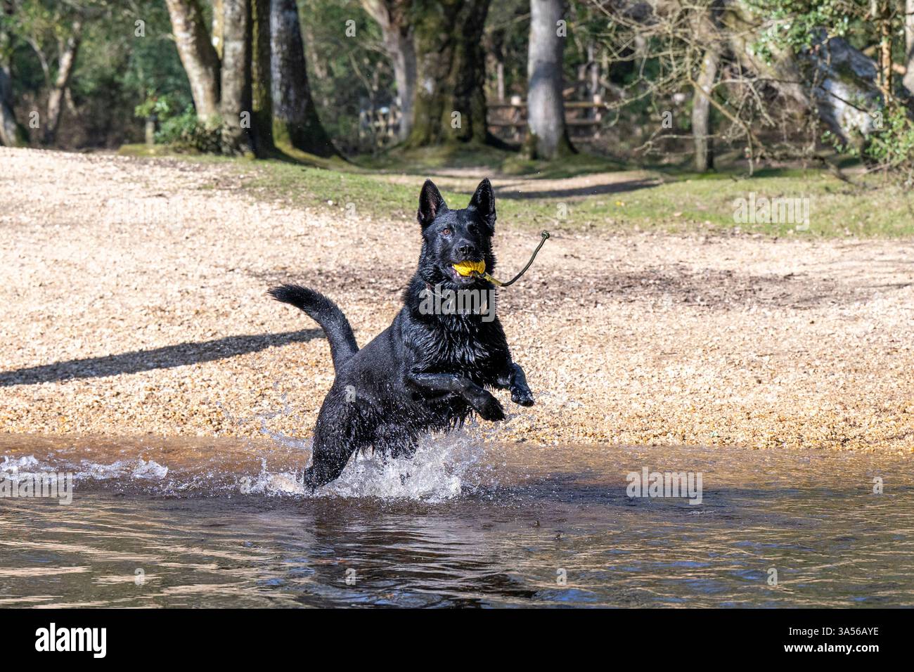 A black German Shepherd Dog playing in Highland Water, New Forest ...