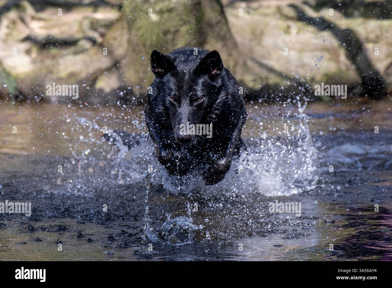 German shepherd dog chasing a ball in a river hi-res stock photography ...