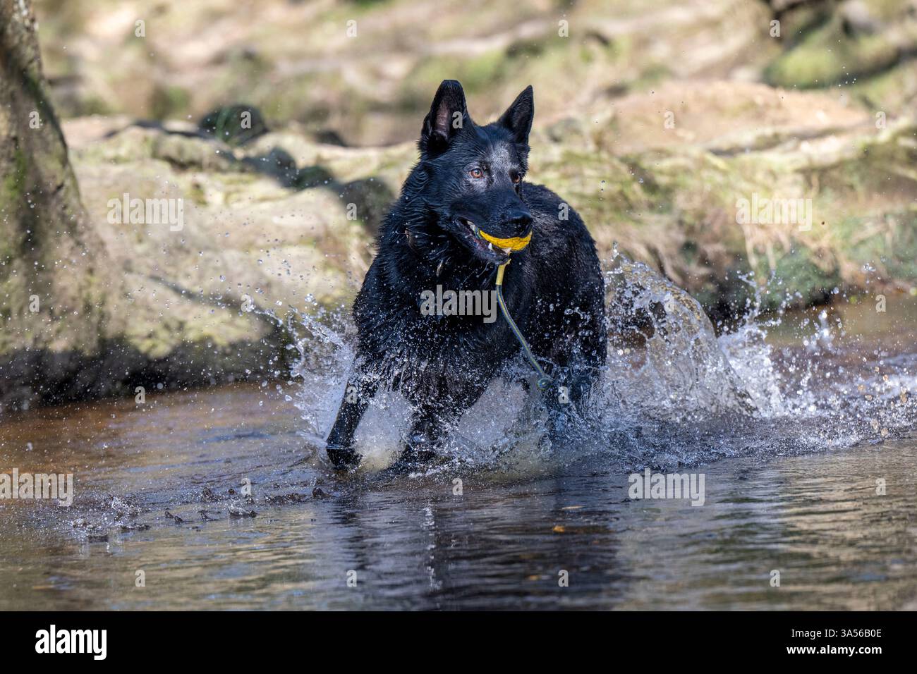 A black German Shepherd Dog playing in Highland Water, New Forest ...