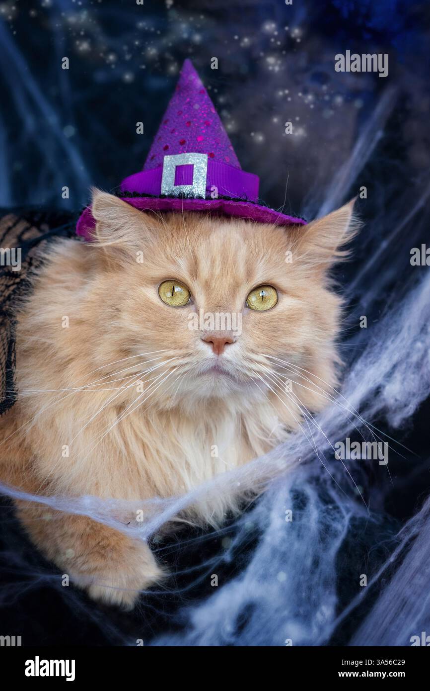 adult German Longhair Stock Photo - Alamy