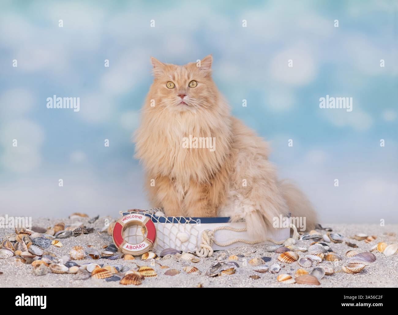 adult German Longhair Stock Photo - Alamy