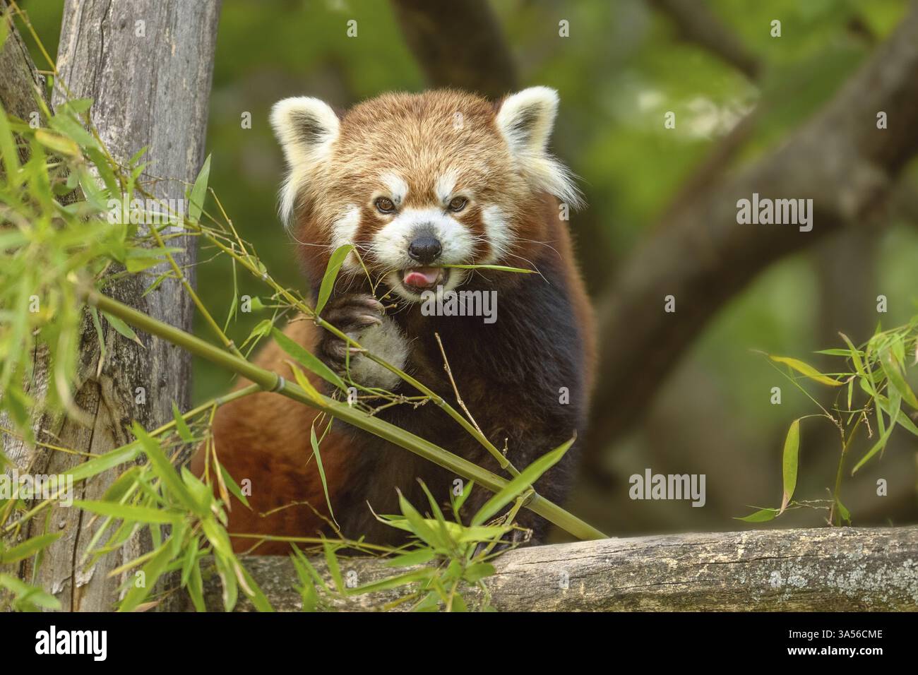 lesser red panda Stock Photo - Alamy