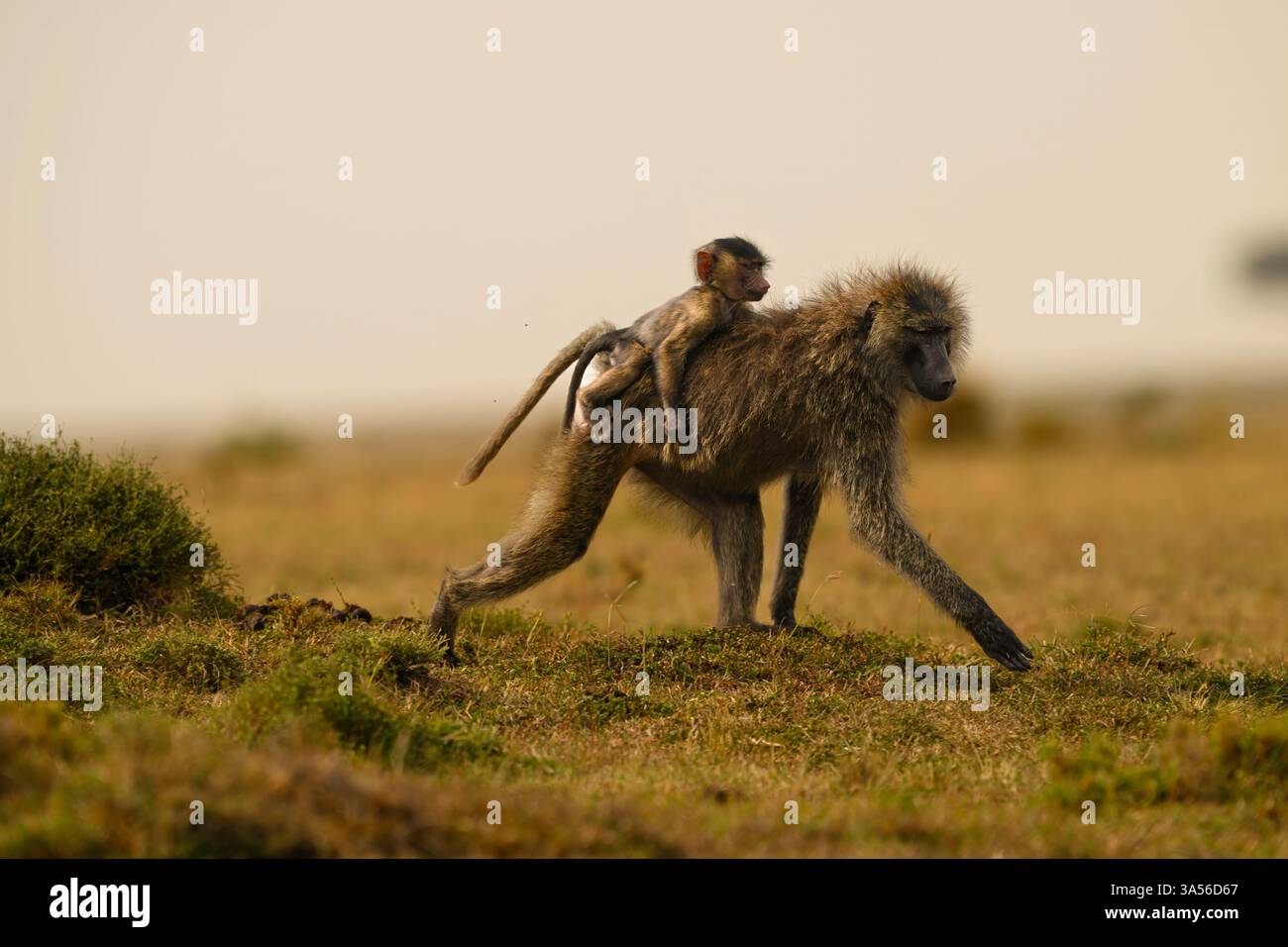Baboon carrying a baby on her back, Masai Mara, Kenya Stock Photo - Alamy