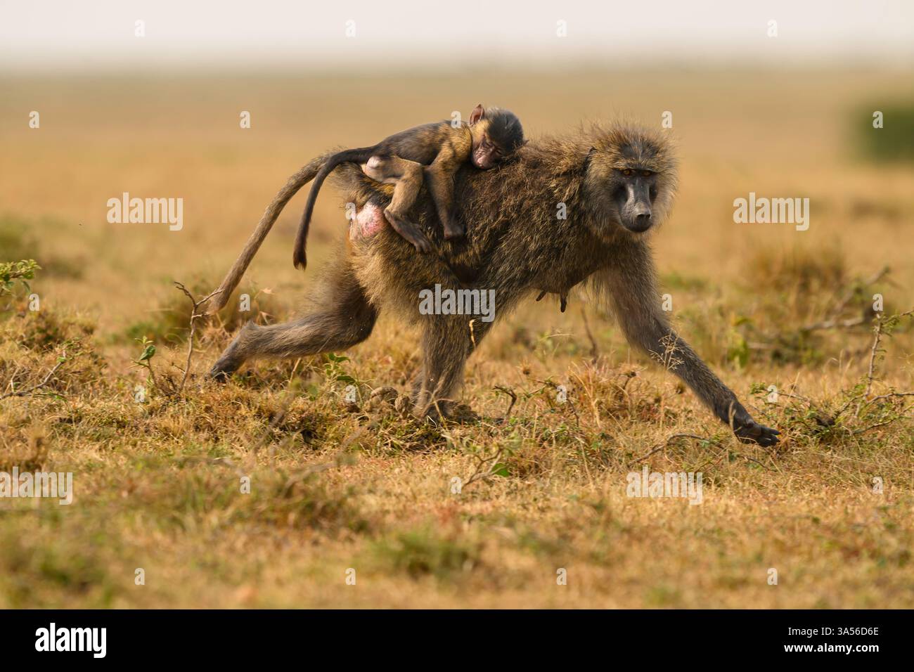 Baboon carrying a baby on her back, Masai Mara, Kenya Stock Photo - Alamy