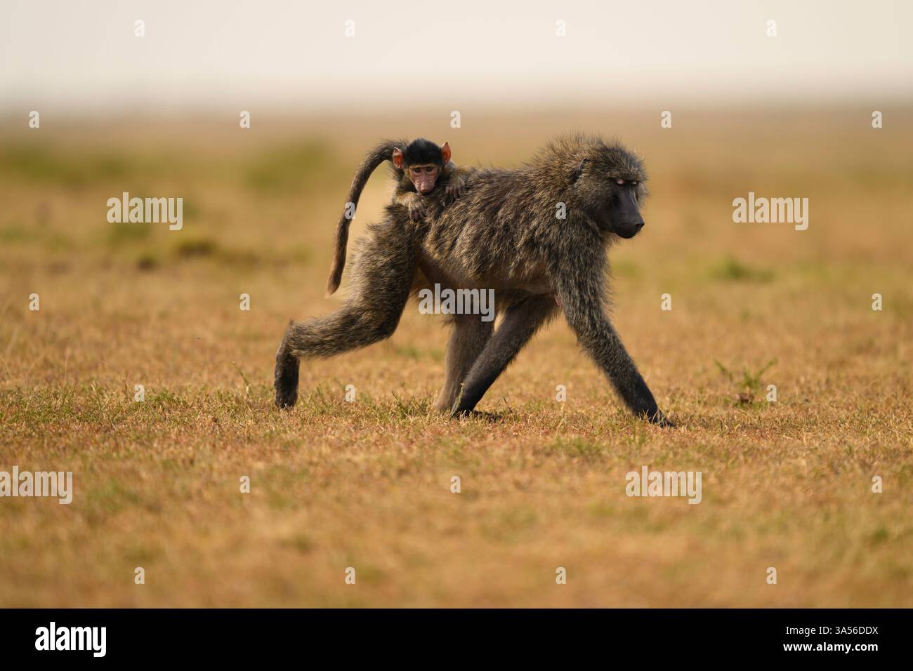 Baboon carrying a baby on her back, Masai Mara, Kenya Stock Photo - Alamy