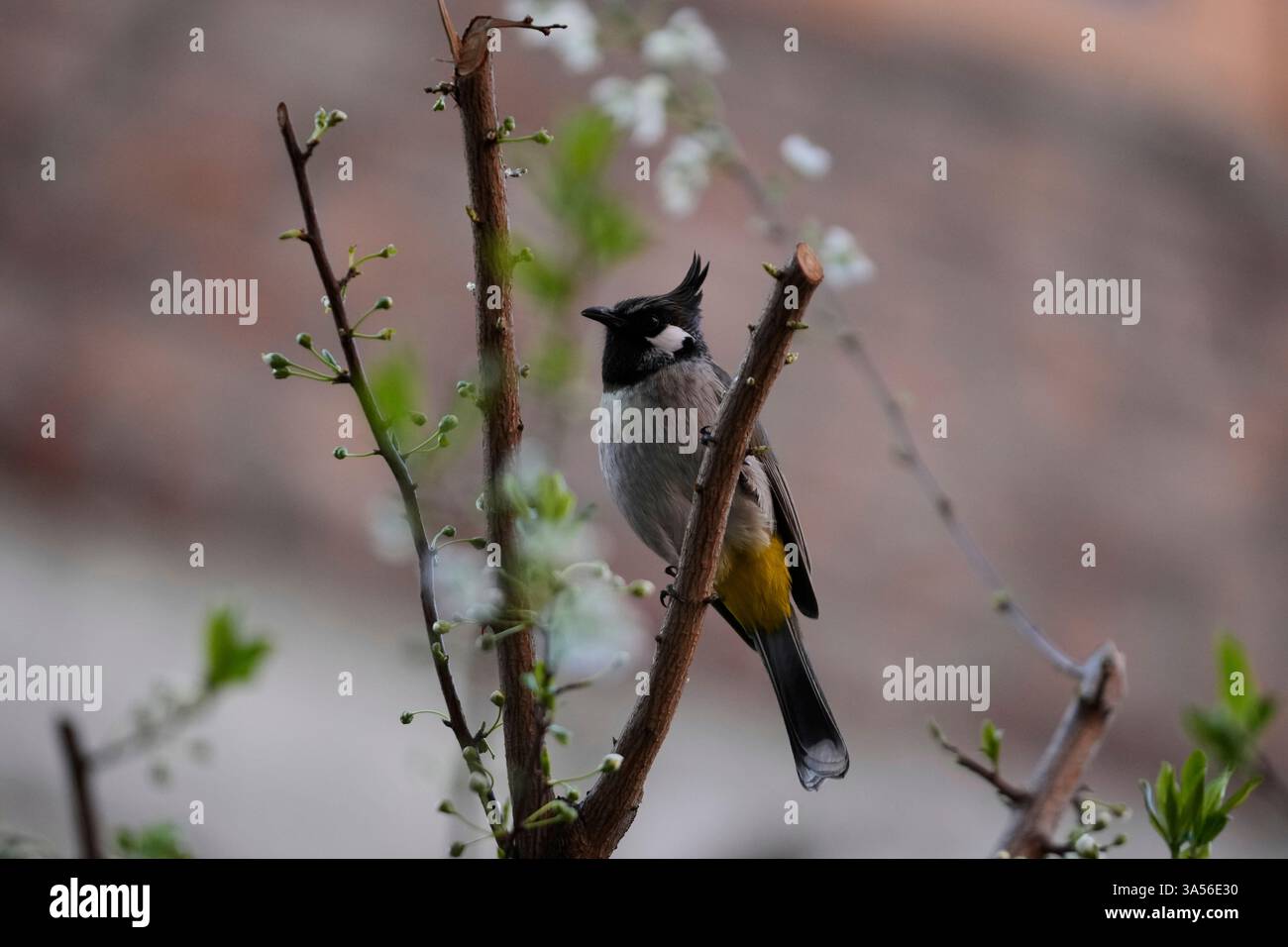 A Himalayan Bulbul rests on a blossoming tree on a sunny spring day in ...