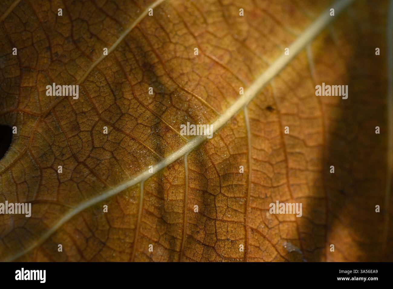 A close-up captures the detailed patterns on a dried leaf, showcasing ...