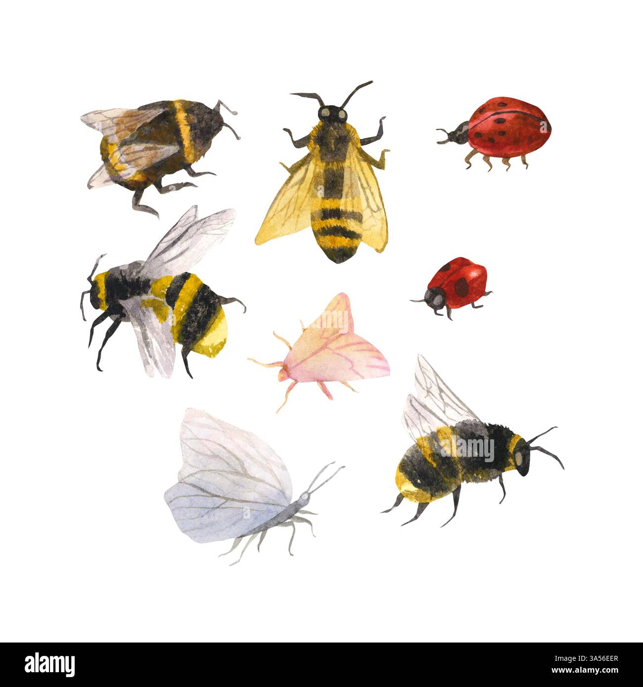 Set of hand drawn watercolor illustrations with insects. Bee, butterfly ...