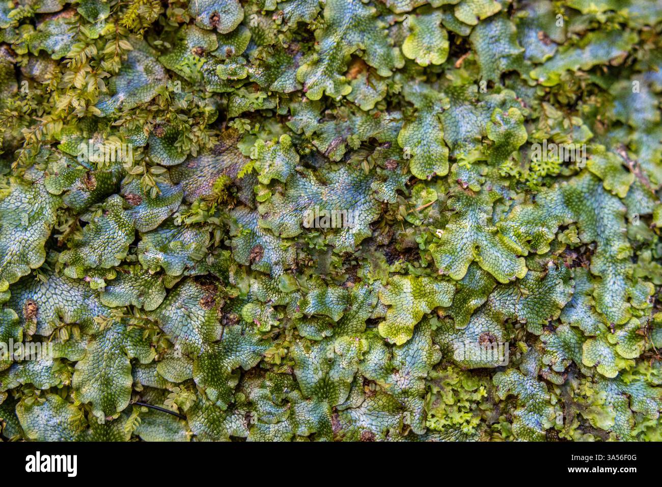 Primer plano de la planta Conocephalum conicum, también conocida como ...
