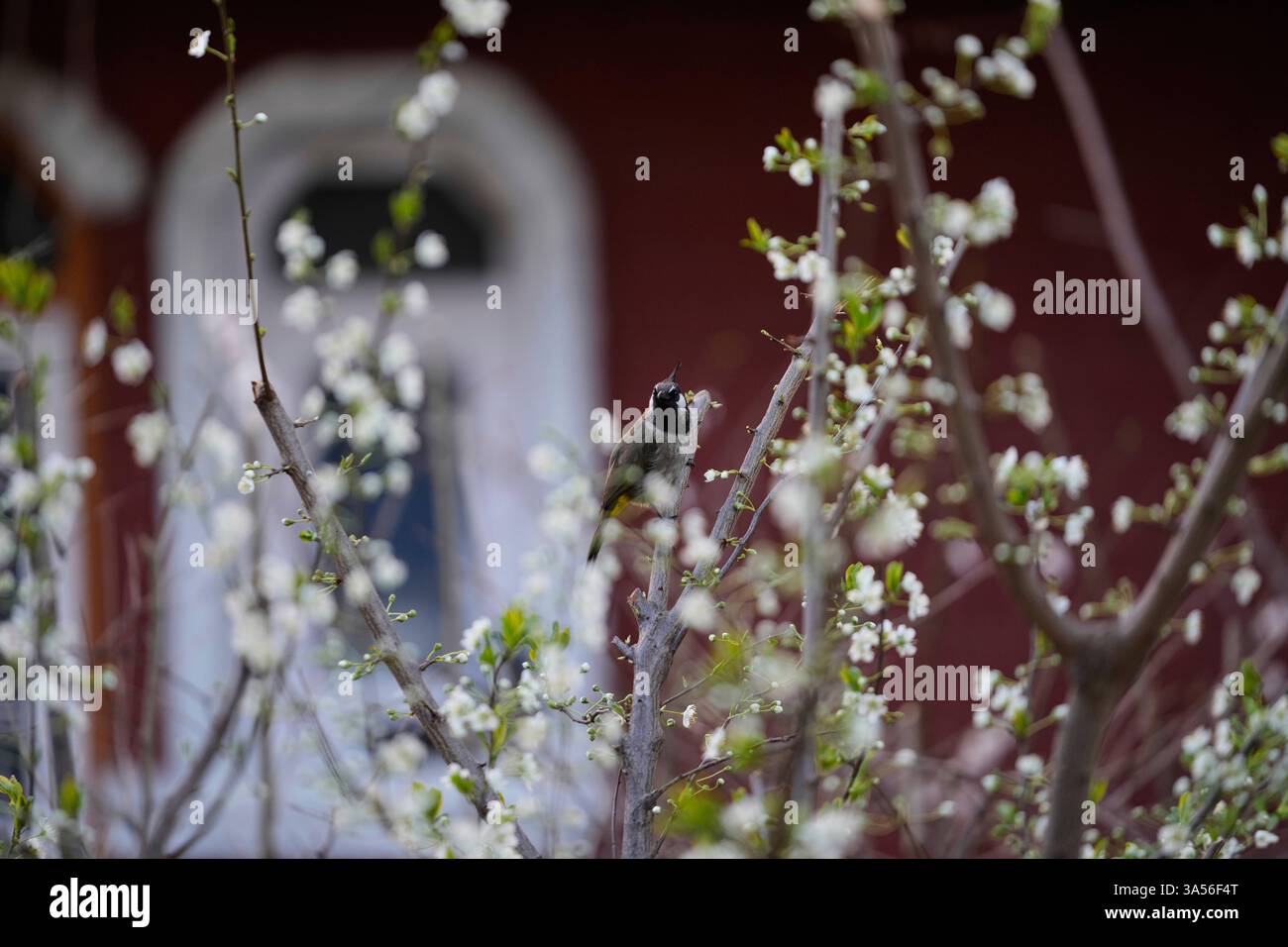 A Himalayan Bulbul rests on a blossoming tree on a sunny spring day in ...