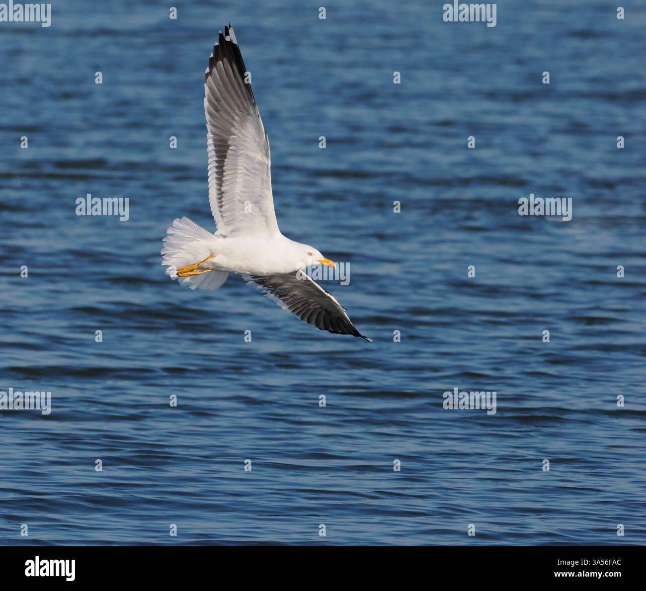 Lesser Black-backed Gull (Larus fuscus) in flight showing yellow legs ...