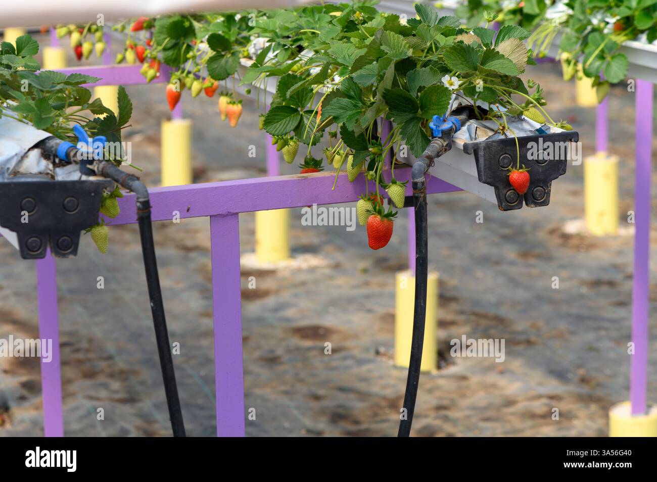 Strawberry plants cascade down hydroponic systems in a stunning ...