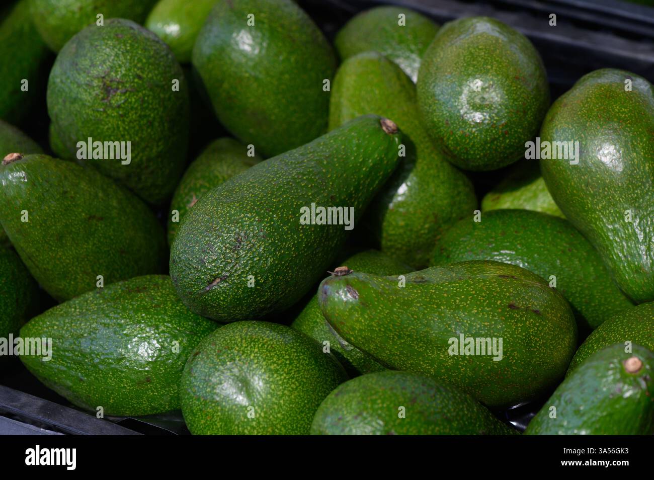 Bright green avocados fill a bustling marketplace, showcasing their ...