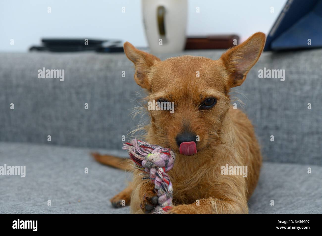 A small, spirited dog playfully licks its lips while engaging with a ...
