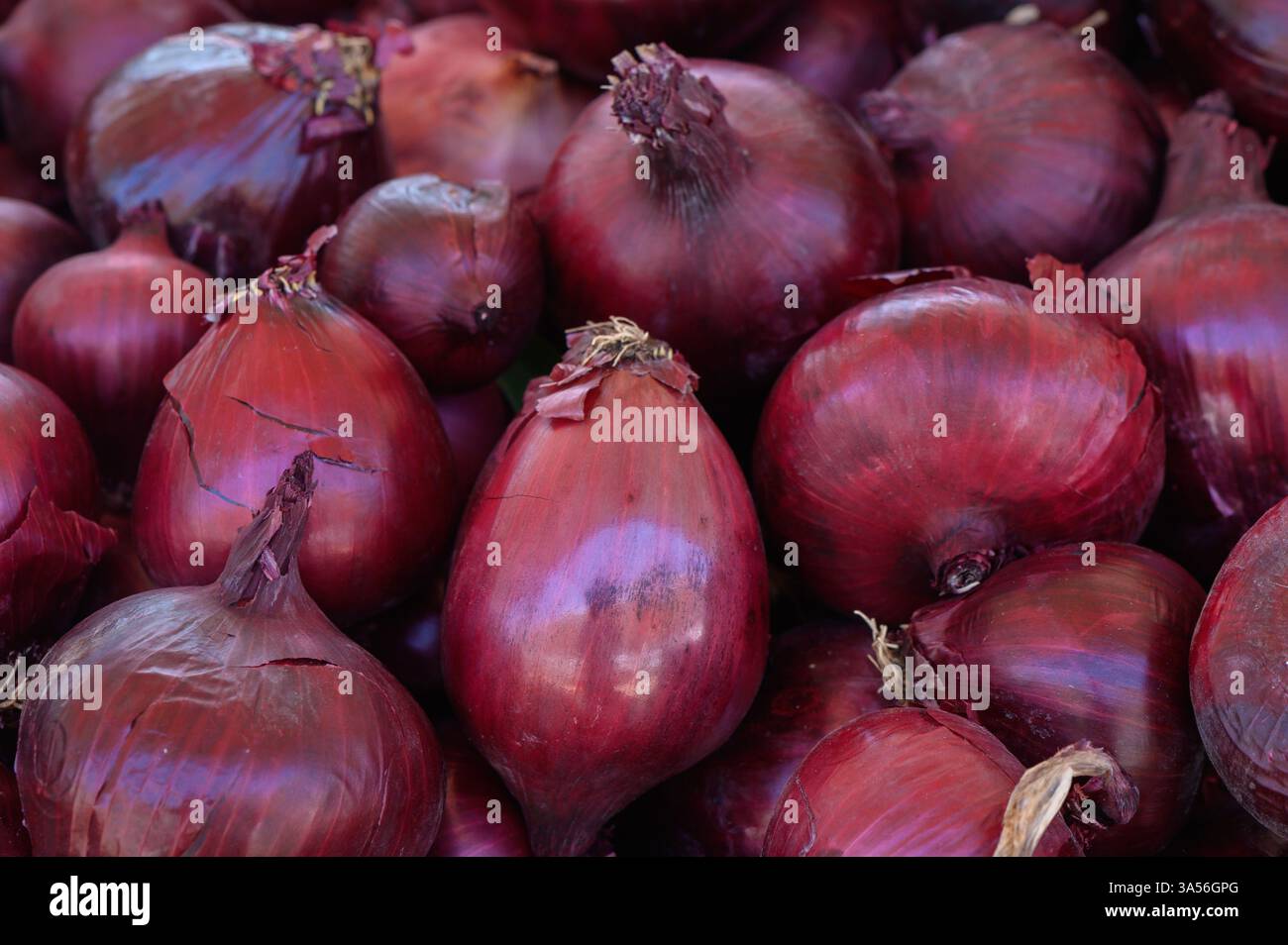 Vibrant red onions showcase their rich colors while nestled together at ...