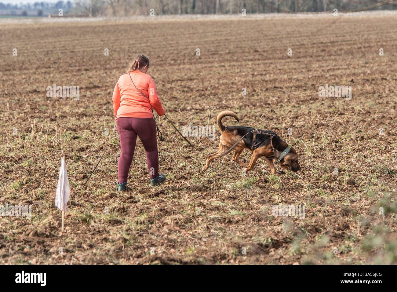 Dog tracking trial hi-res stock photography and images - Alamy
