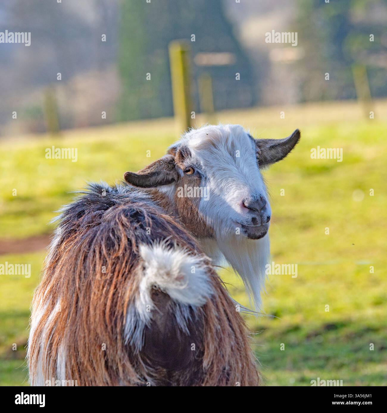 Camera over grass hi-res stock photography and images - Alamy