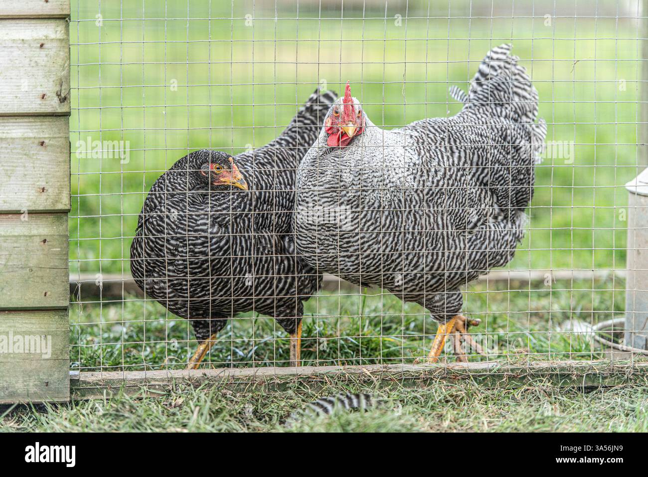 Full body adult rooster chicken hi-res stock photography and images - Alamy